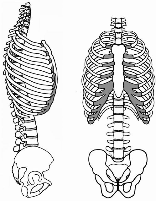 Ribcage Anatomy Human Drawing Ribs Rib Cage Skeleton Drawings Reference ...