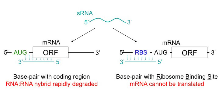 Liu Lab Research